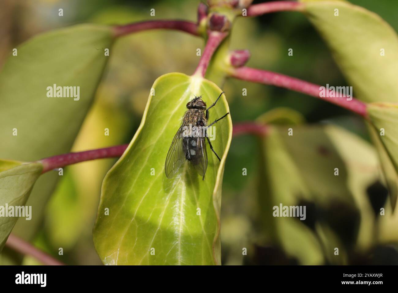 Cluster Flies (Pollenia) Insecta Stock Photo - Alamy