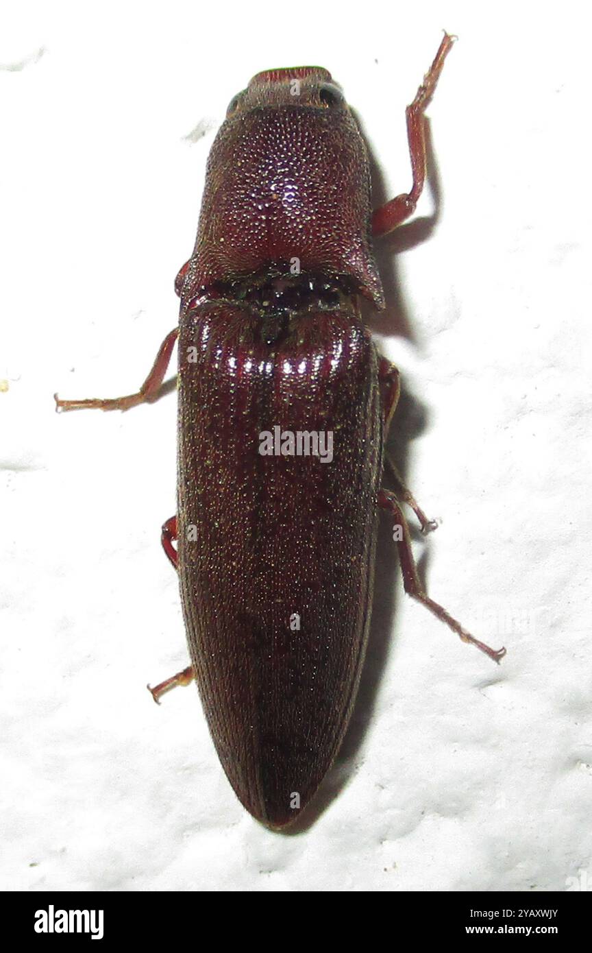 Click Beetles (Elateridae) Insecta Stock Photo - Alamy