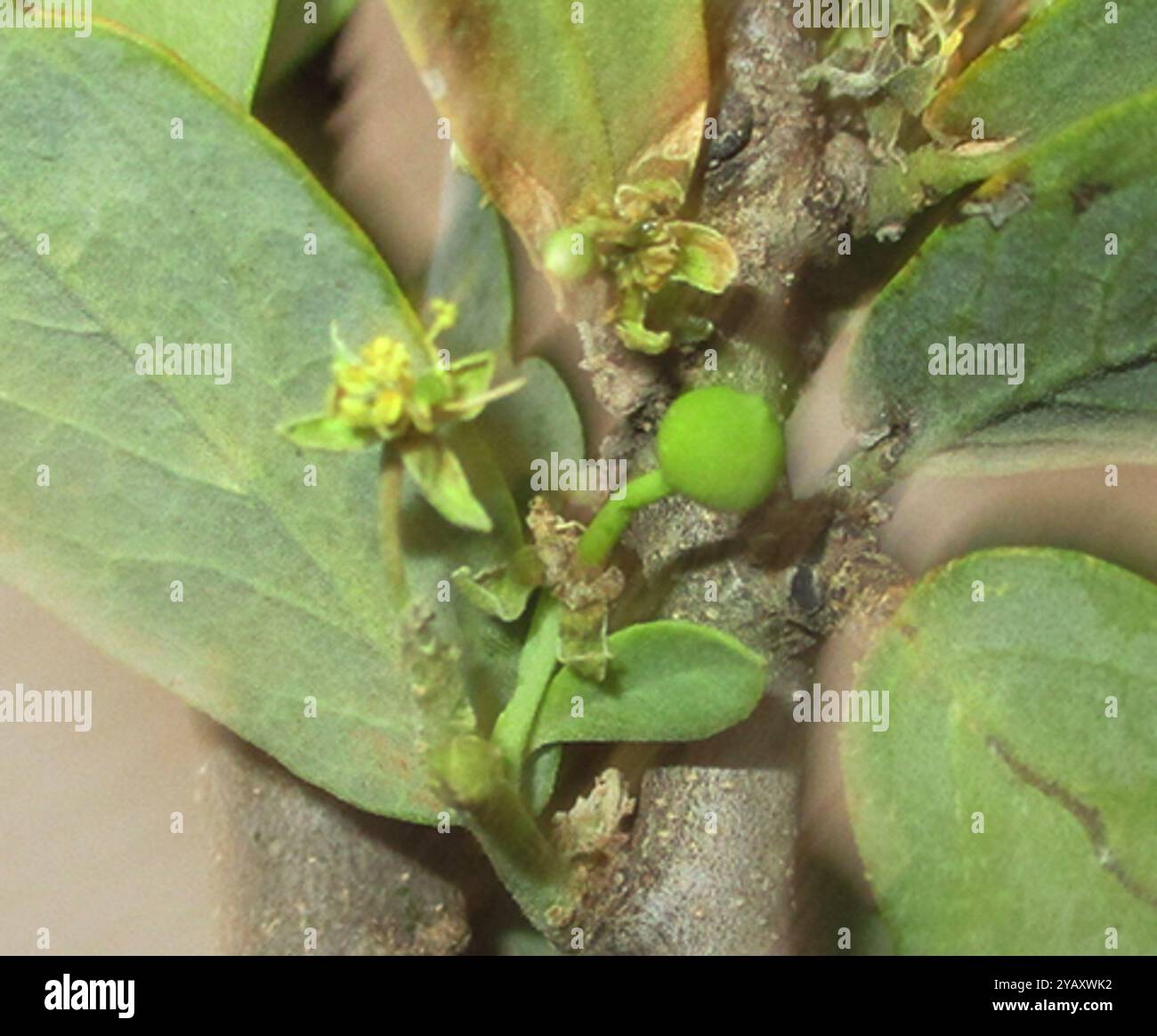 Shepherds tree (Boscia albitrunca) Plantae Stock Photo - Alamy