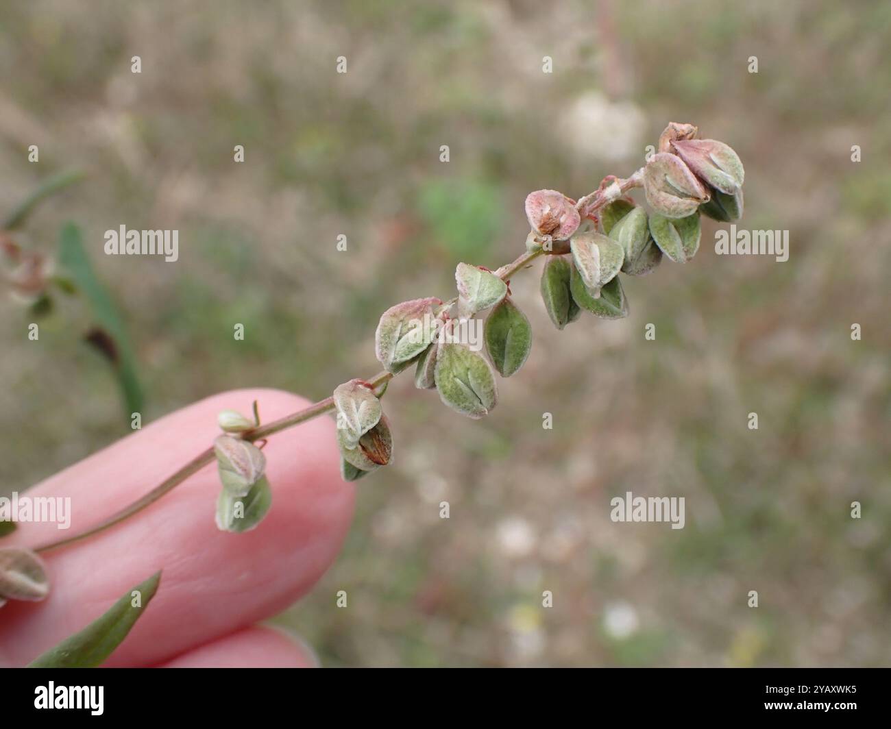 Black-bindweed (Fallopia convolvulus) Plantae Stock Photo - Alamy