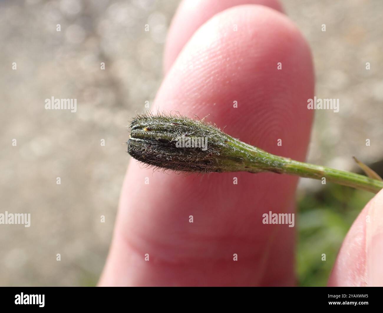 Rough Hawkbit (Leontodon hispidus) Plantae Stock Photo - Alamy