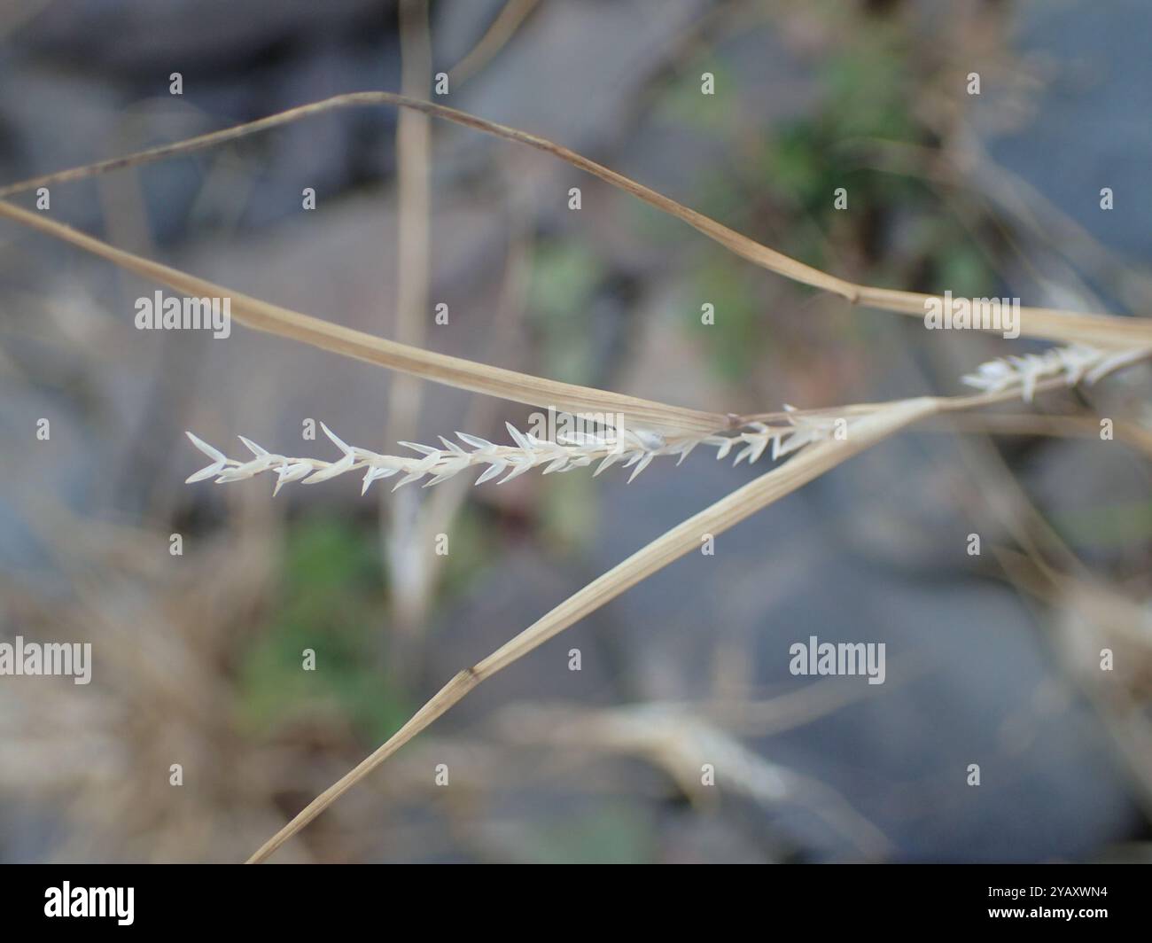 Small Dropseed (Sporobolus neglectus) Plantae Stock Photo - Alamy