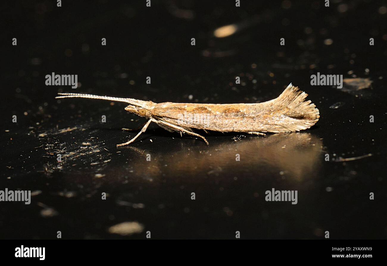 Diamondback Moth (Plutella xylostella) Insecta Stock Photo - Alamy