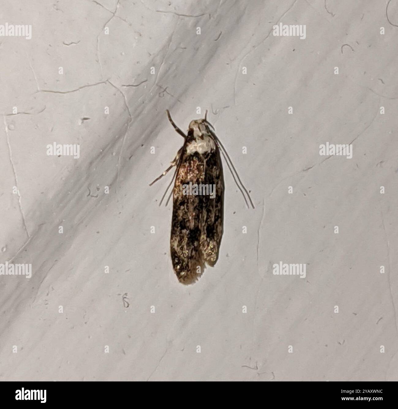 White-shouldered House Moth (Endrosis sarcitrella) Insecta Stock Photo ...