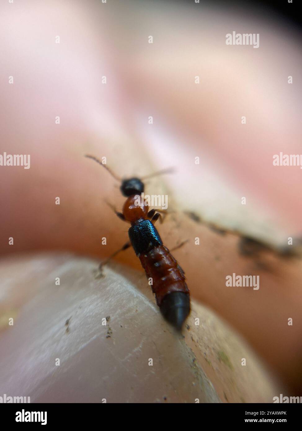 Littoral Whiplash Rove Beetle (Paederus littoralis) Insecta Stock Photo ...