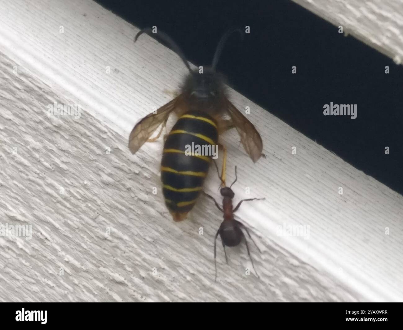 Hornets and Yellowjackets (Vespinae) Insecta Stock Photo - Alamy