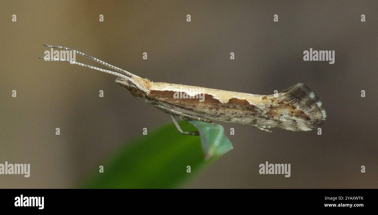 Diamondback Moth (Plutella xylostella) Insecta Stock Photo - Alamy