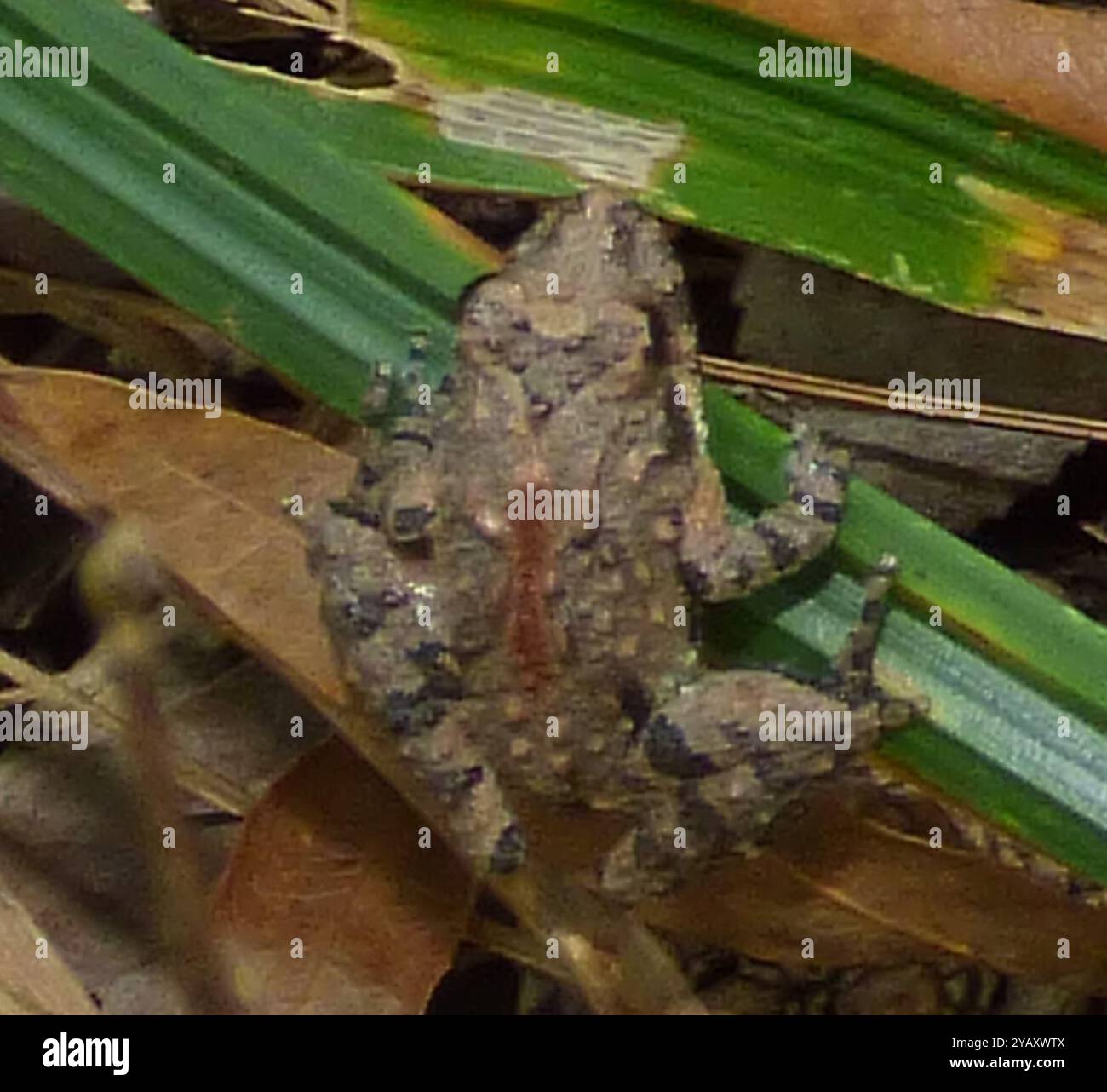 Northern Cricket Frog (Acris crepitans) Amphibia Stock Photo - Alamy