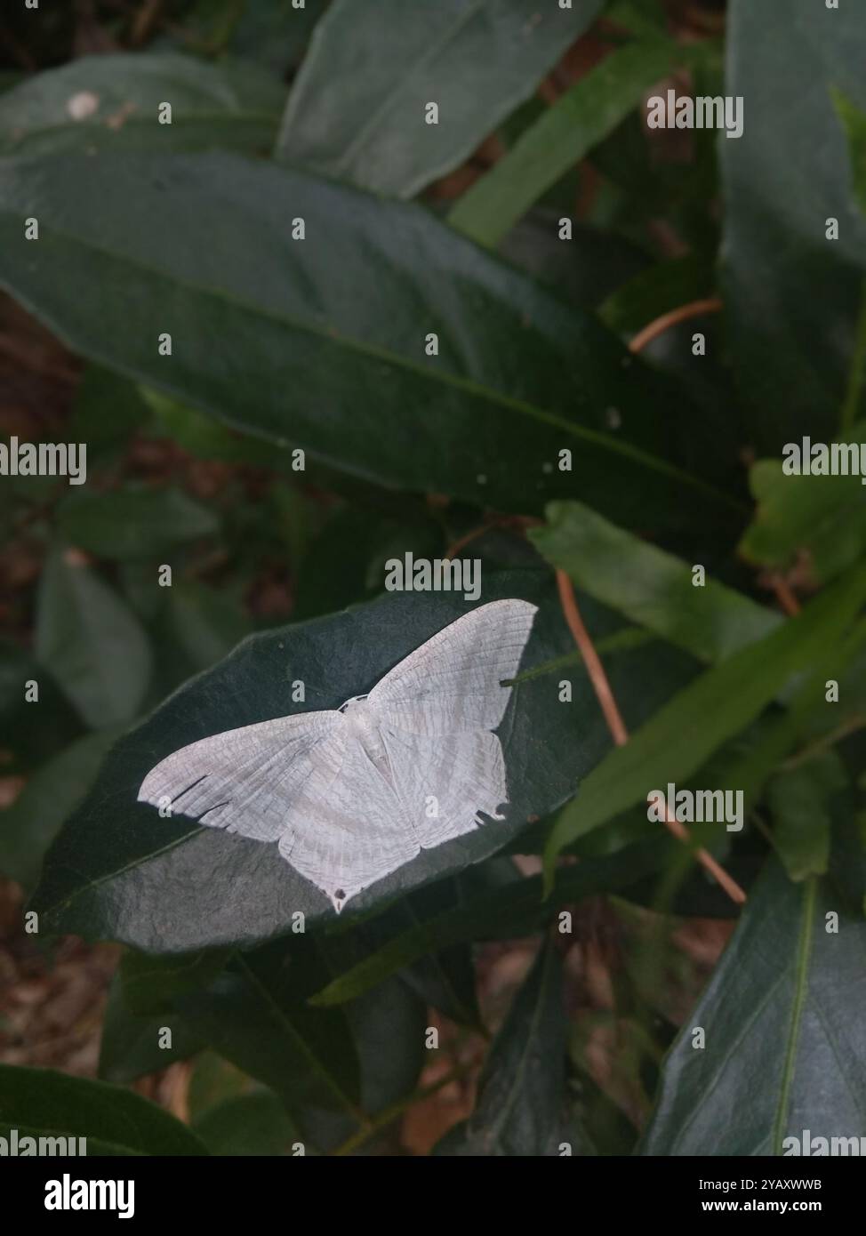 Grey Swallowtail Moth (Micronia aculeata) Insecta Stock Photo - Alamy