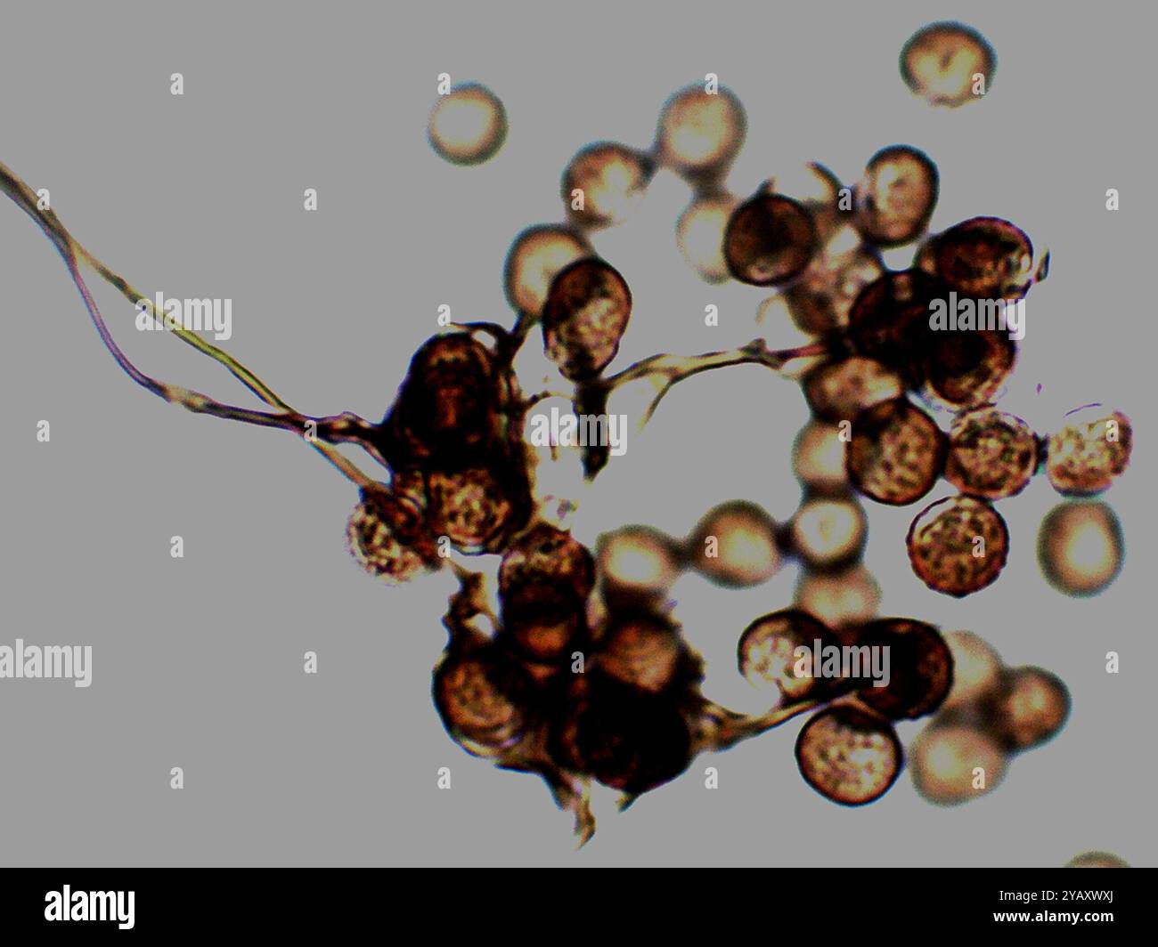Tapioca Slime Mold (Brefeldia maxima) Protozoa Stock Photo - Alamy