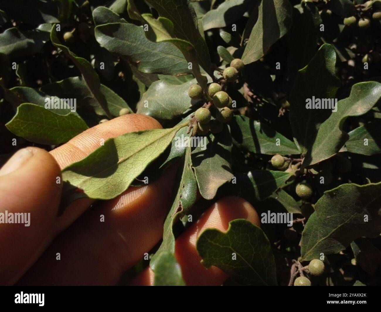 Blue Gwarrie (Euclea crispa) Plantae Stock Photo - Alamy