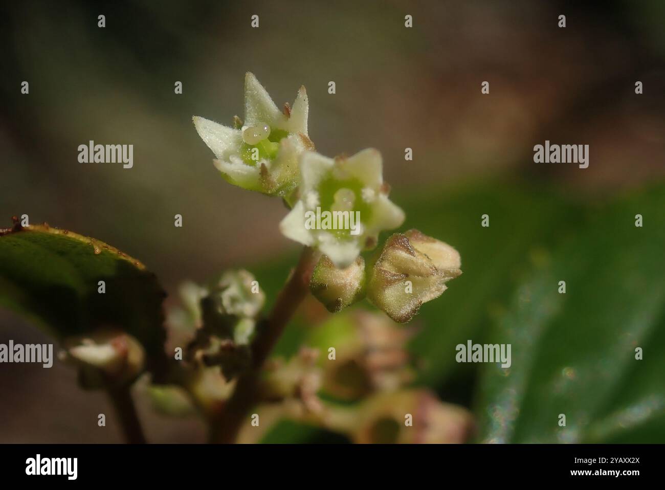 Assegai tree hi-res stock photography and images - Alamy