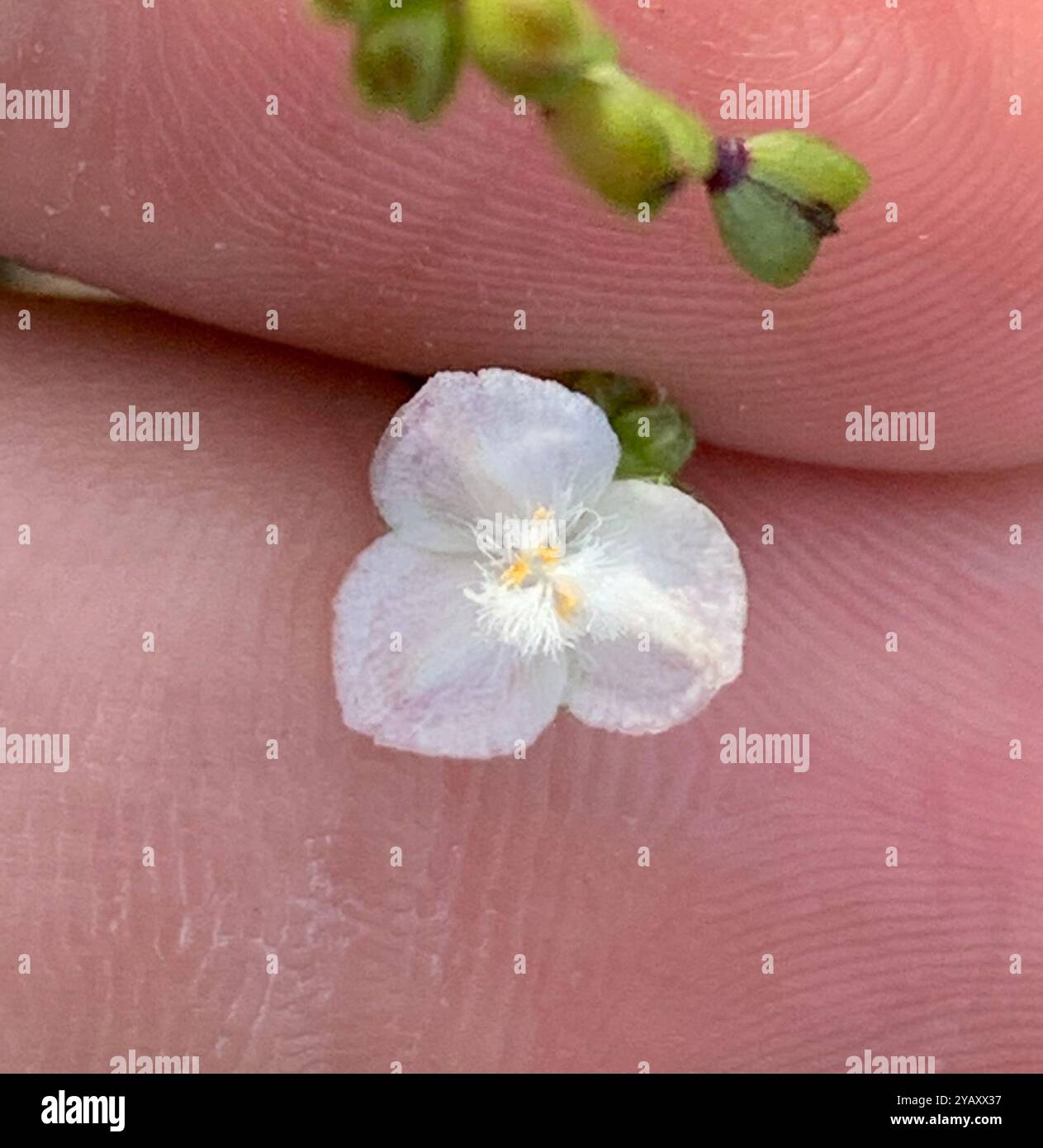 Tahitian bridalveil (Gibasis pellucida) Plantae Stock Photo - Alamy