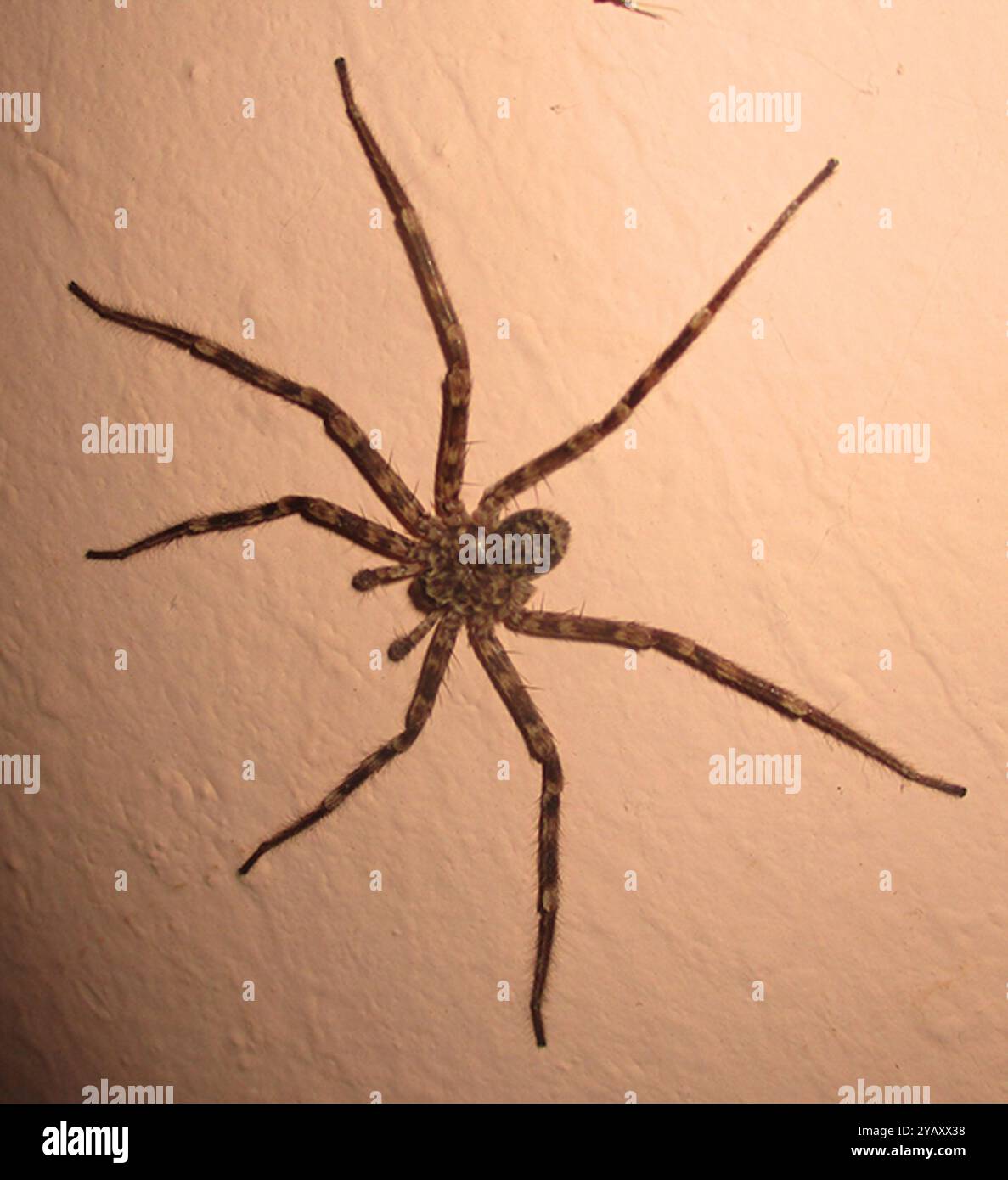 Crescent-eyed Spiders (Selenops) Arachnida Stock Photo - Alamy