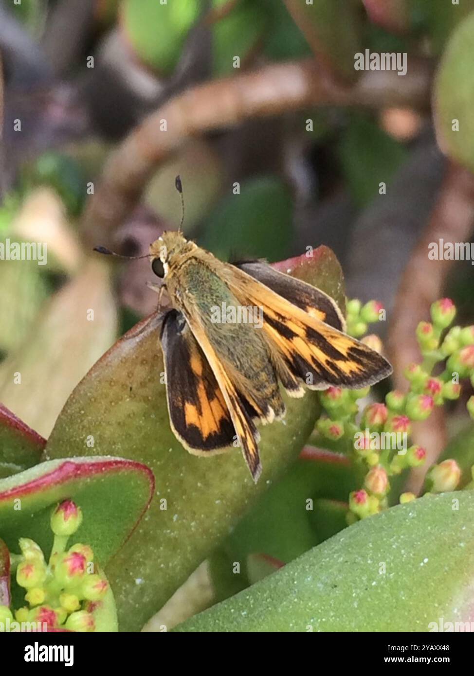 Northern Fiery Skipper (Hylephila phyleus phyleus) Insecta Stock Photo ...