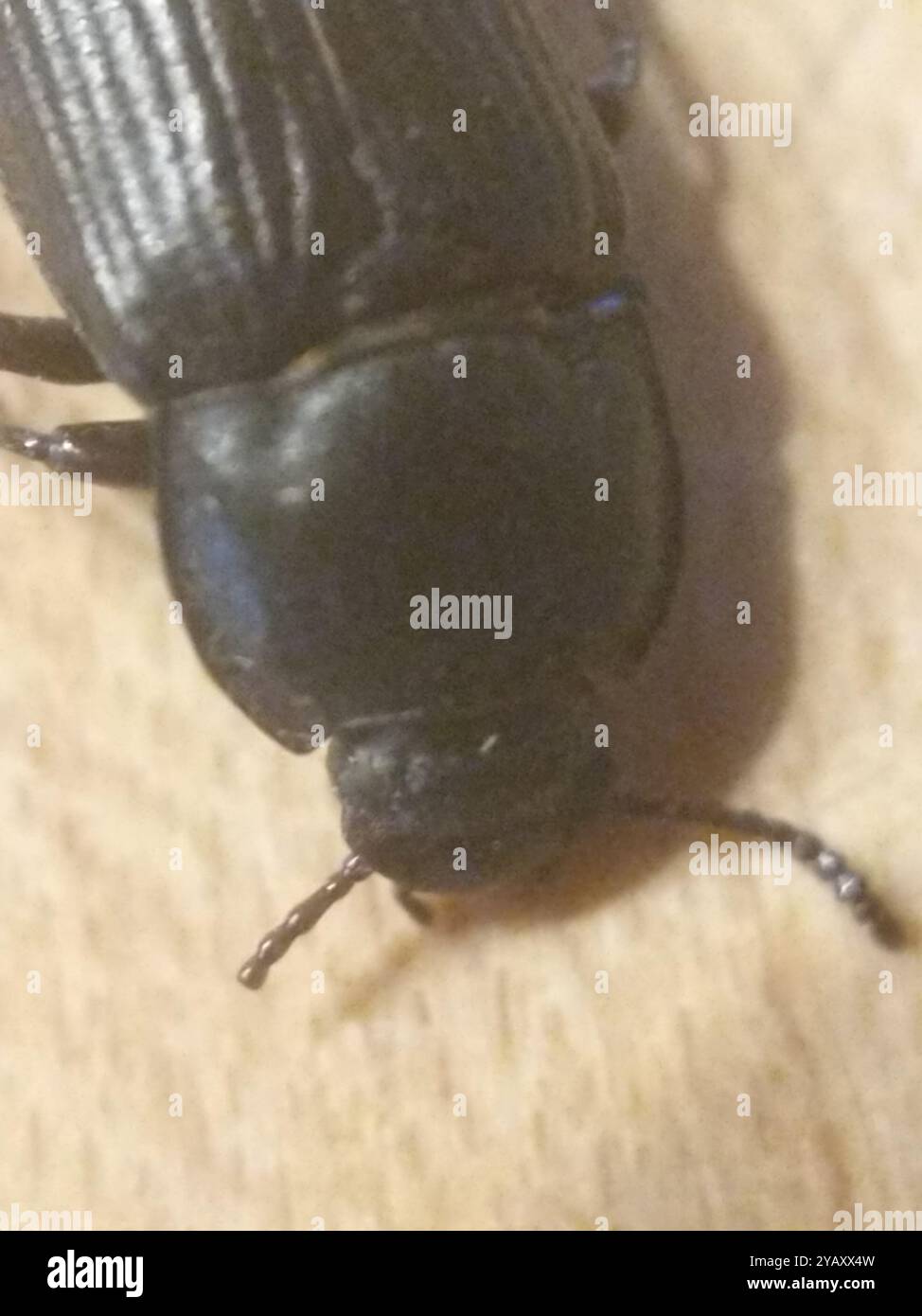 Yellow Mealworm Beetle (Tenebrio molitor) Insecta Stock Photo - Alamy
