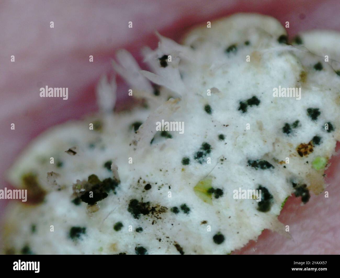 Common Chocolate Chip Lichen (Solorina saccata) Fungi Stock Photo - Alamy