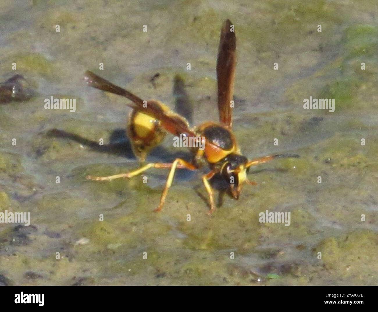 Boll's Potter Wasp (Eumenes bollii) Insecta Stock Photo - Alamy