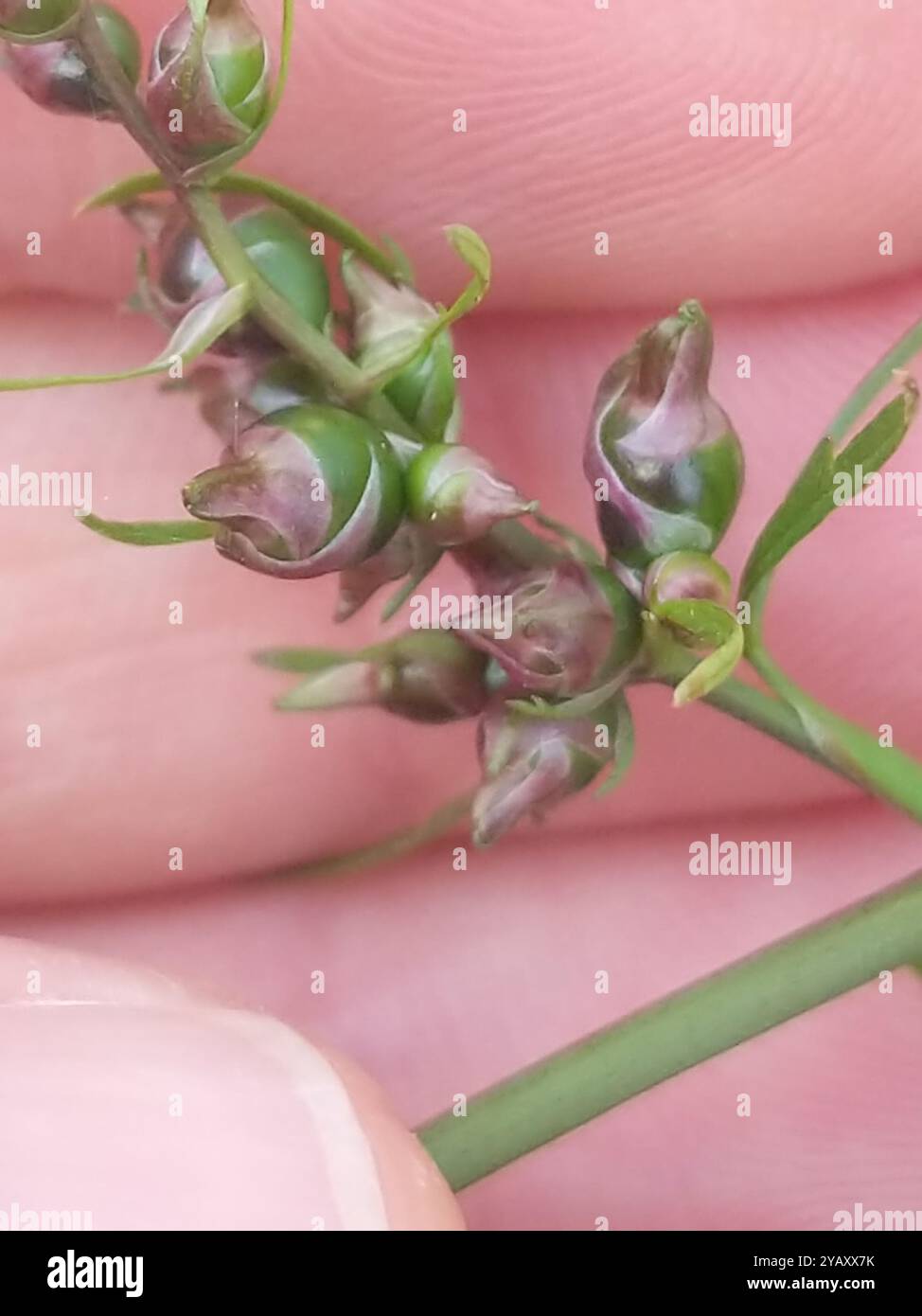 bulblet-bearing water hemlock (Cicuta bulbifera) Plantae Stock Photo ...
