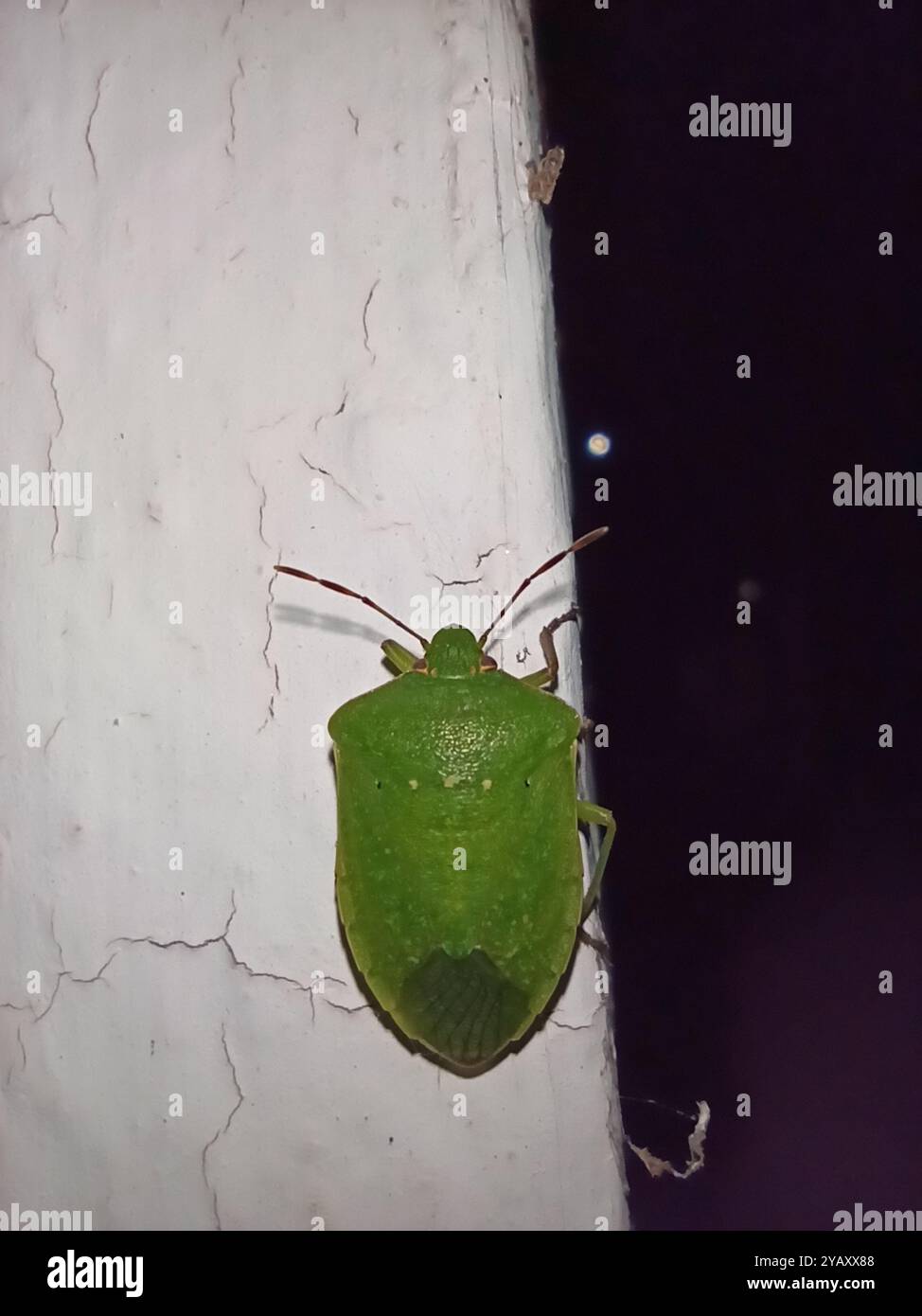 Southern Green Stink Bug (Nezara viridula) Insecta Stock Photo - Alamy