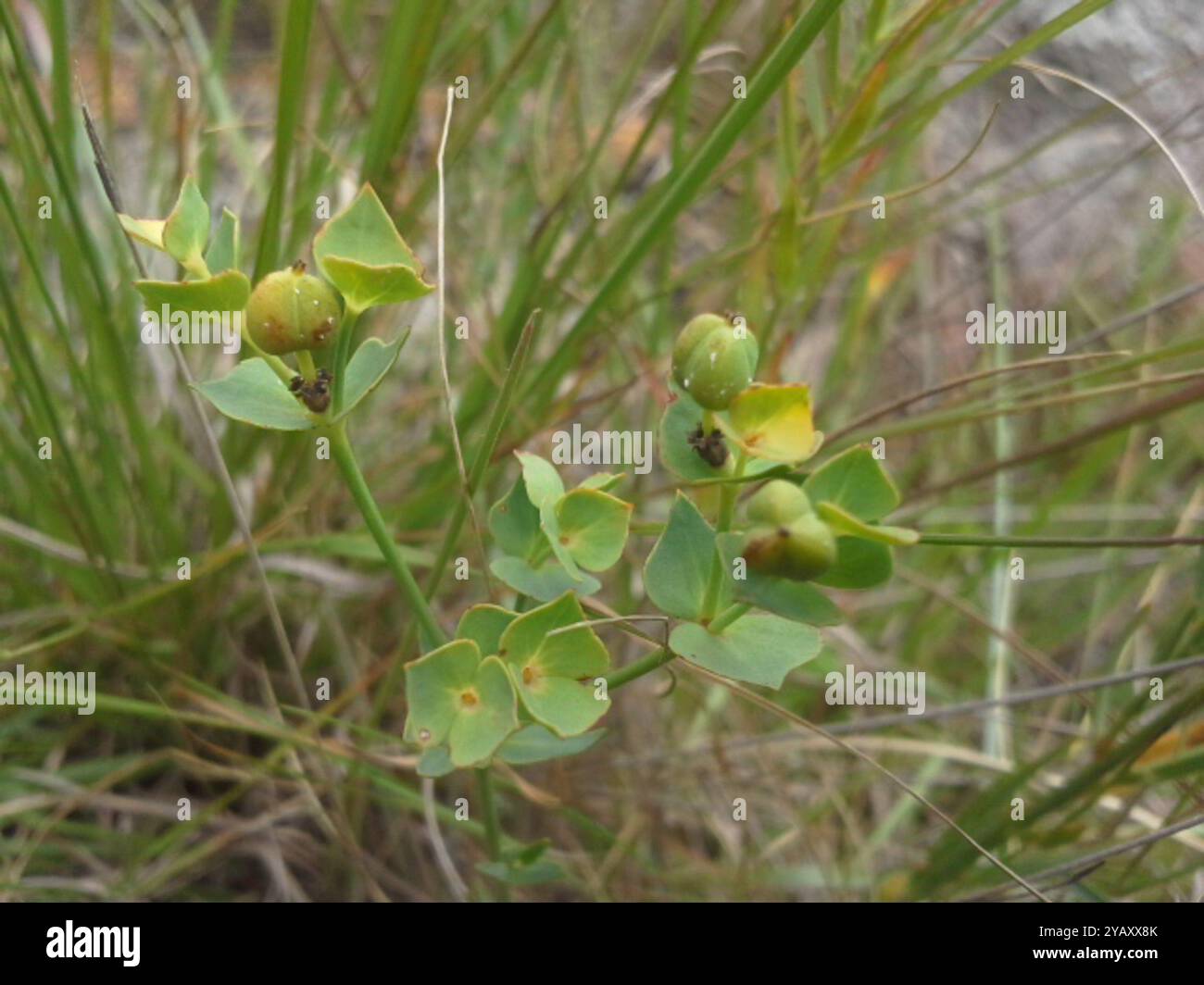 Wild Spurge (Euphorbia natalensis) Plantae Stock Photo - Alamy