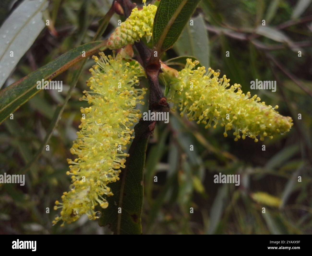 Flute Cape Willow (Salix mucronata woodii) Plantae Stock Photo - Alamy