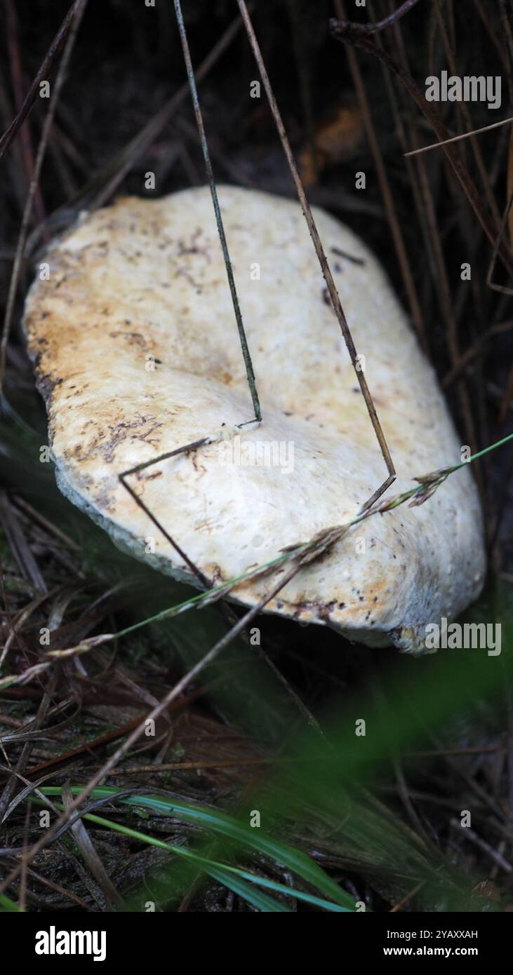 Downy milk cap (Lactarius pubescens) Fungi Stock Photo - Alamy