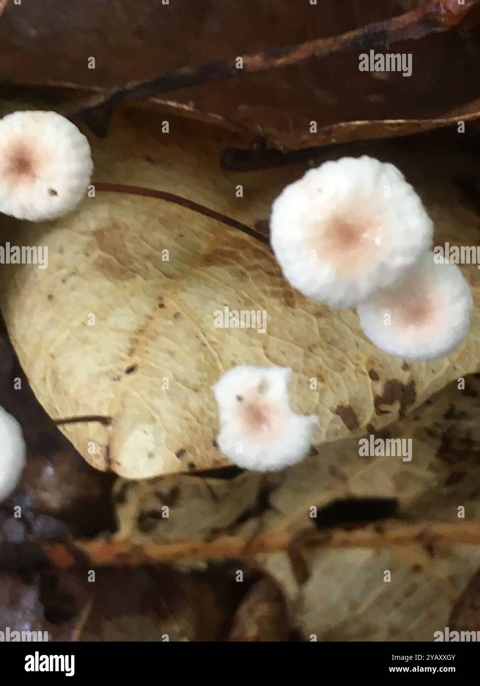 collared parachute (Marasmius rotula) Fungi Stock Photo - Alamy