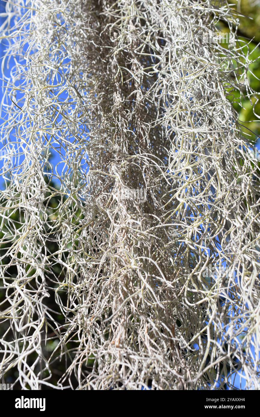 Spanish moss grey epiphyte plant Tillandsia usneoides Stock Photo - Alamy