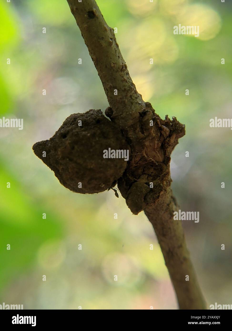 Oak Rough Bulletgall Wasp (Disholcaspis quercusmamma) Insecta Stock ...