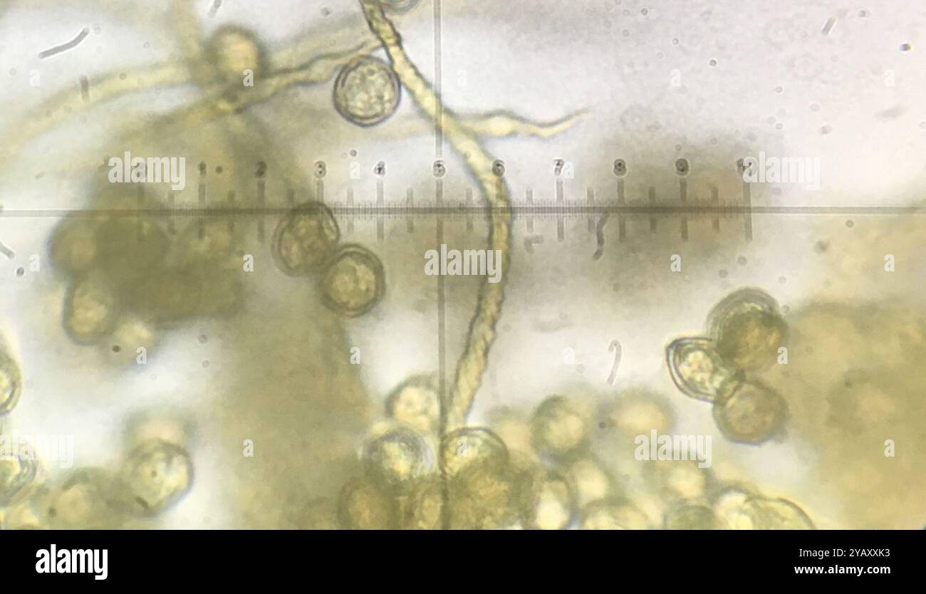 Trichia varia hi-res stock photography and images - Alamy