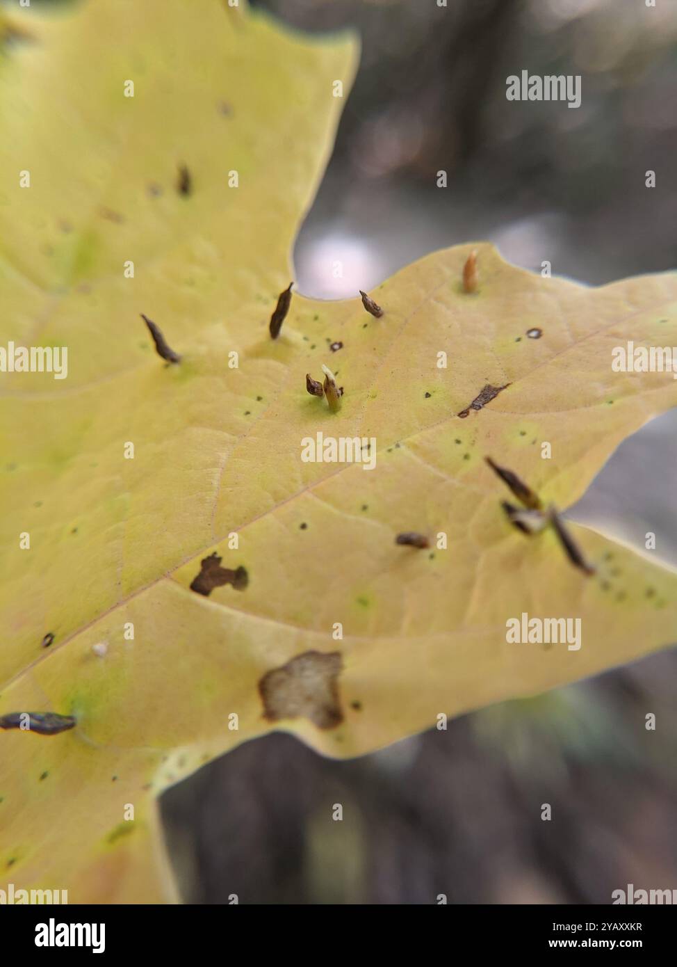 Maple Spindle Gall Mite (Vasates aceriscrumena) Arachnida Stock Photo ...