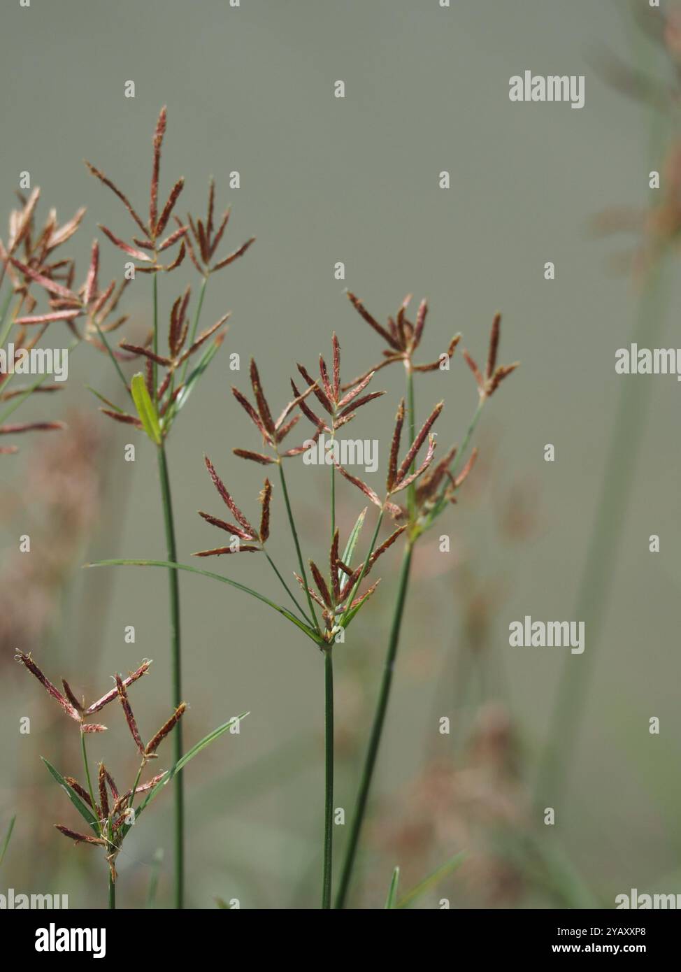 Purple nutsedge (Cyperus rotundus) Plantae Stock Photo - Alamy