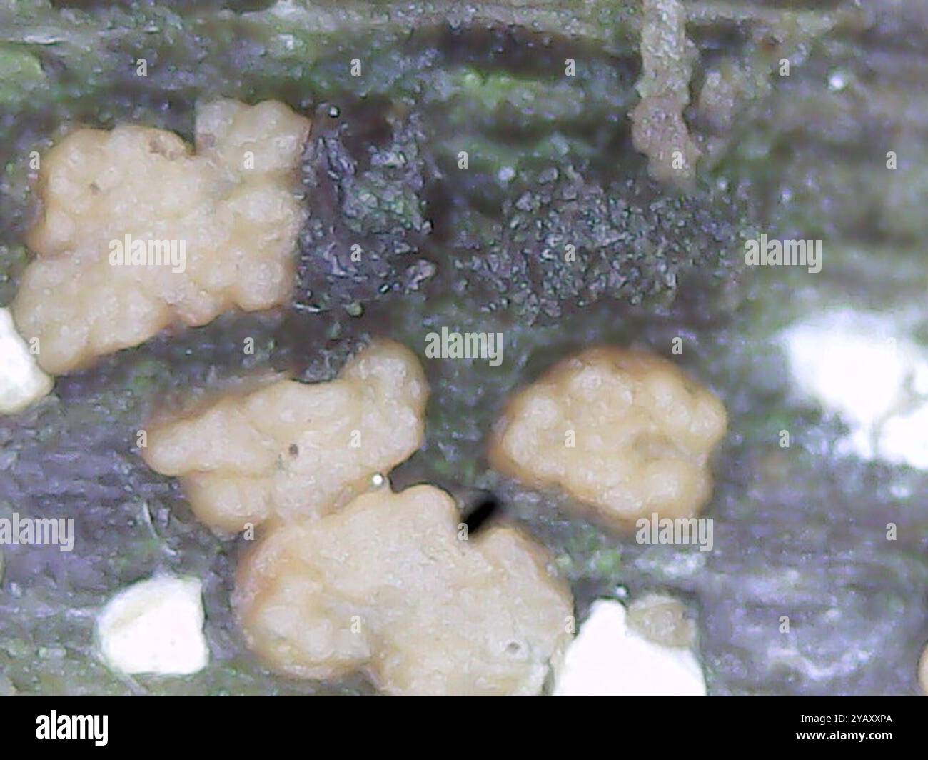 (Trichoderma hamatum) Fungi Stock Photo - Alamy