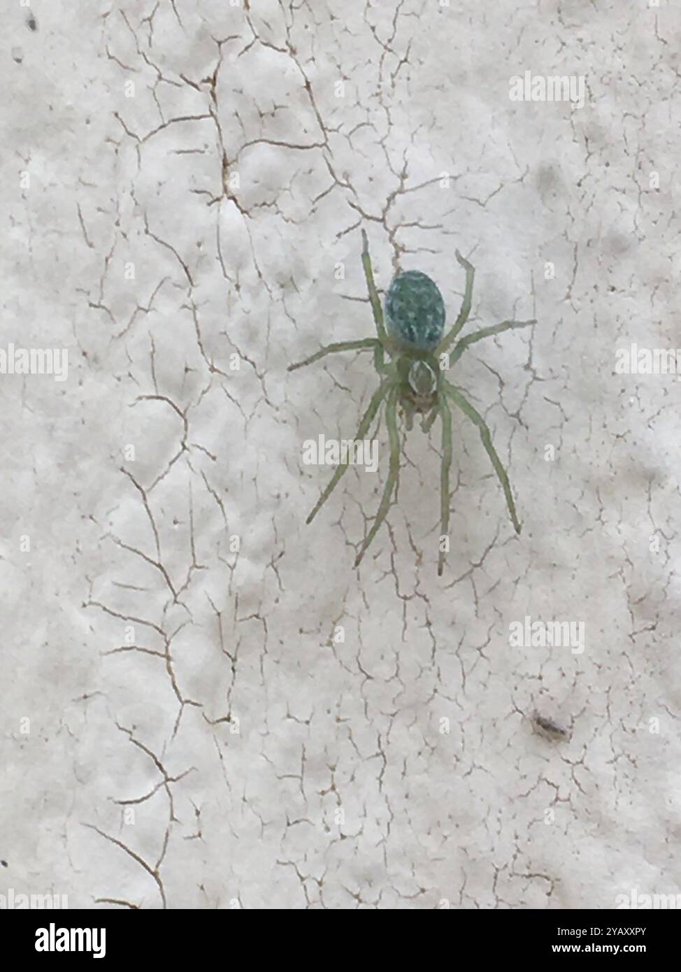 Green Meshweaver (Nigma walckenaeri) Arachnida Stock Photo - Alamy