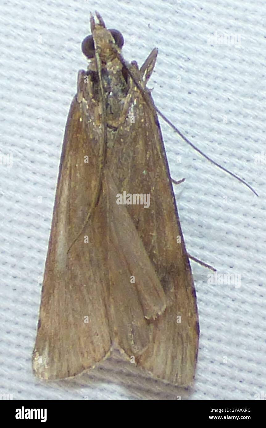 Lucerne Moth (Nomophila nearctica) Insecta Stock Photo - Alamy