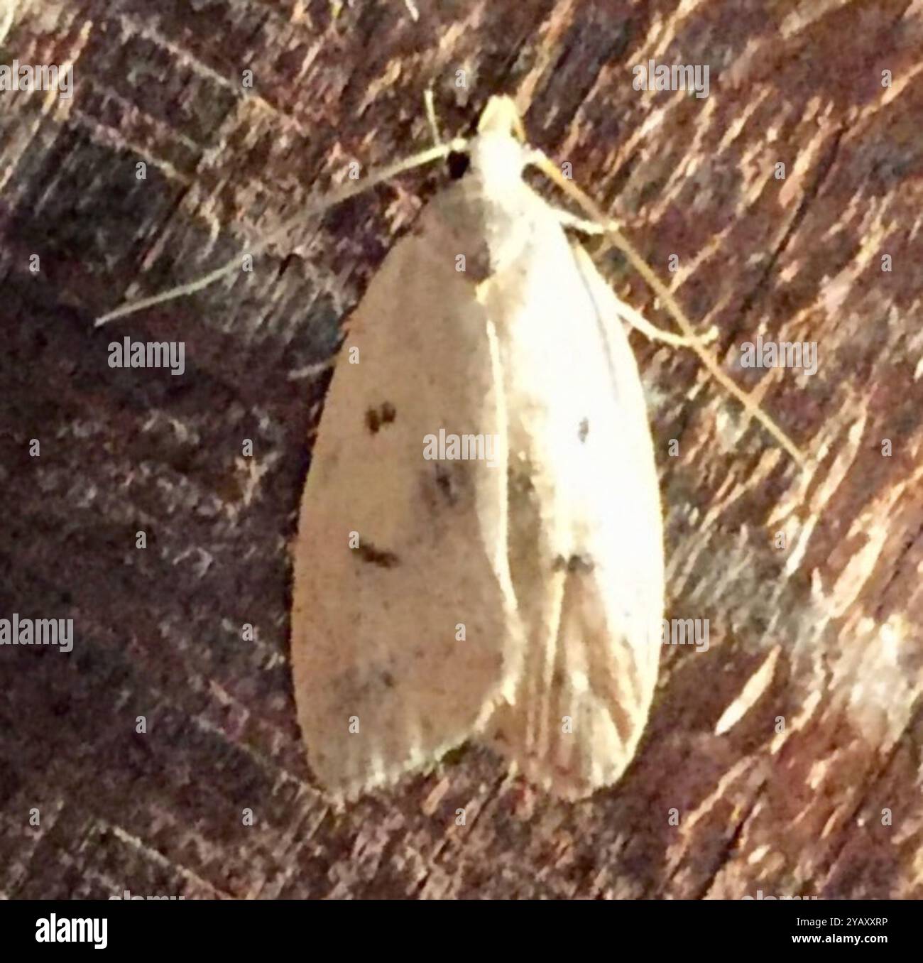 Gold-striped Leaftier Moth (Machimia tentoriferella) Insecta Stock ...