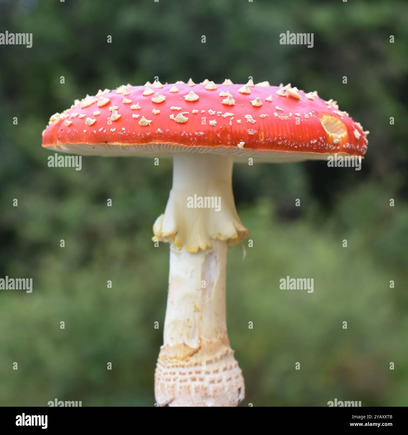 Red amanita muscaria mushroom hi-res stock photography and images - Alamy