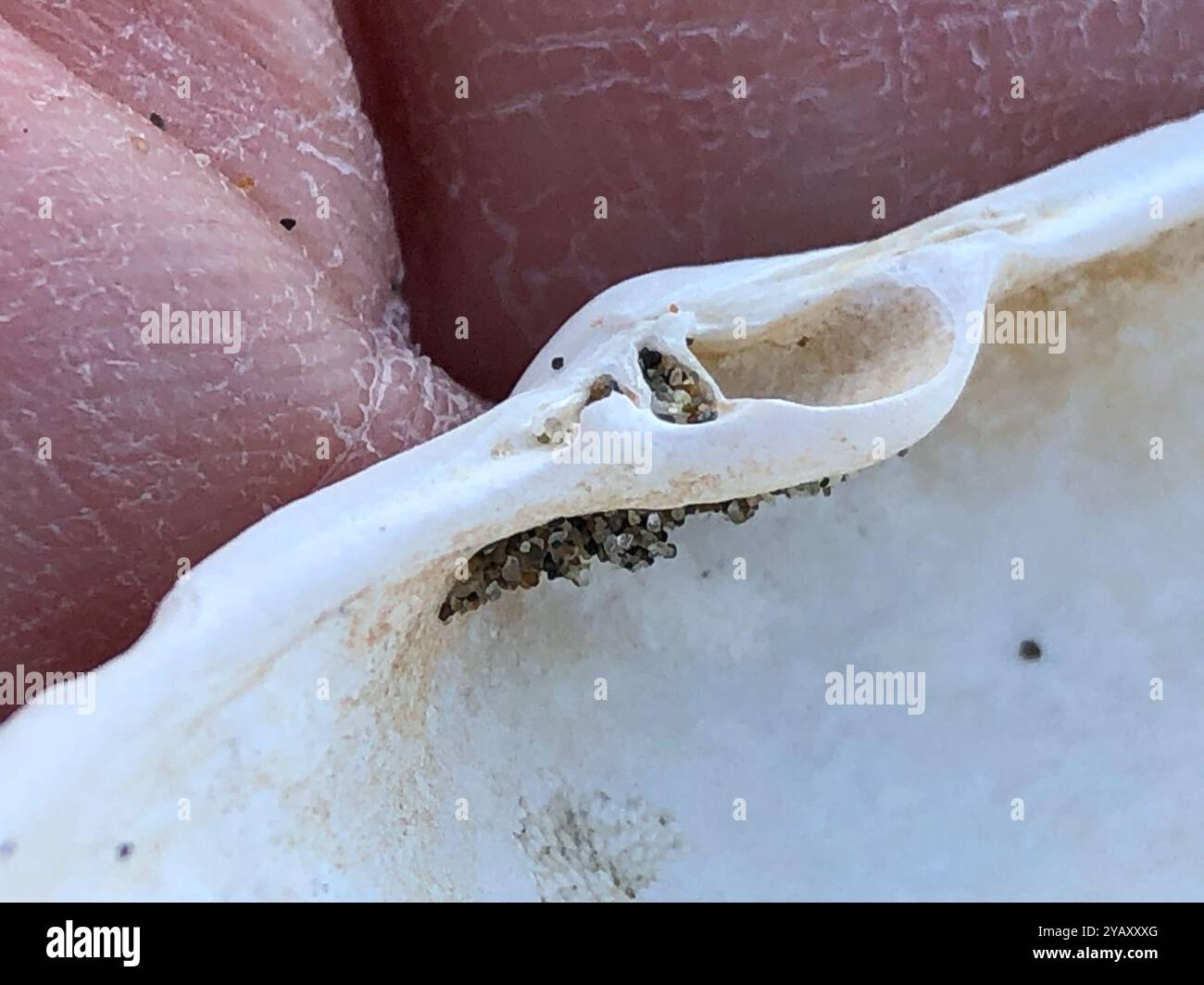 Pacific Gaper (Tresus nuttallii) Mollusca Stock Photo - Alamy