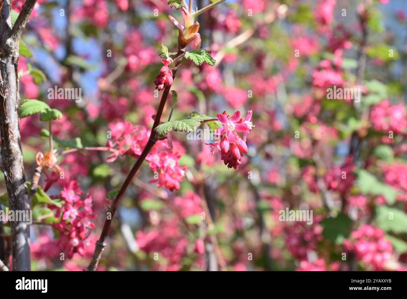 The flowering currant shrub Ribes sanguineum in bloom in spring Stock ...