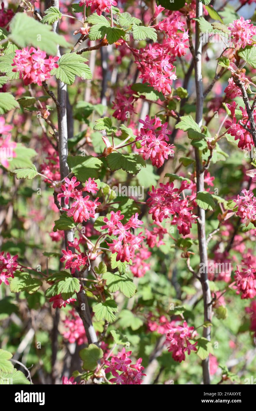 The flowering currant shrub Ribes sanguineum in bloom in spring Stock ...