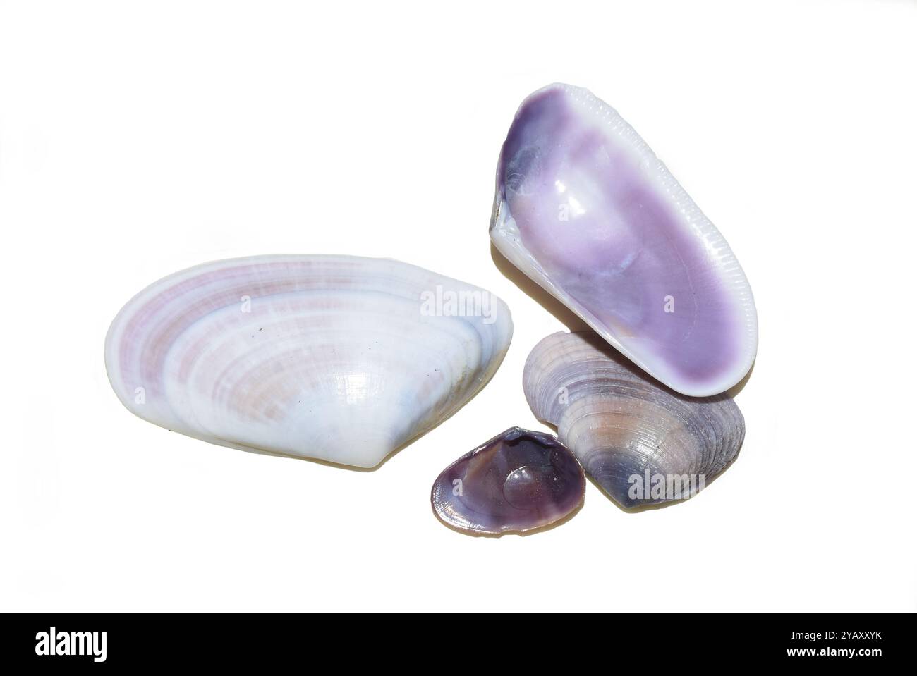 Purple seashells isolated on white background Stock Photo - Alamy