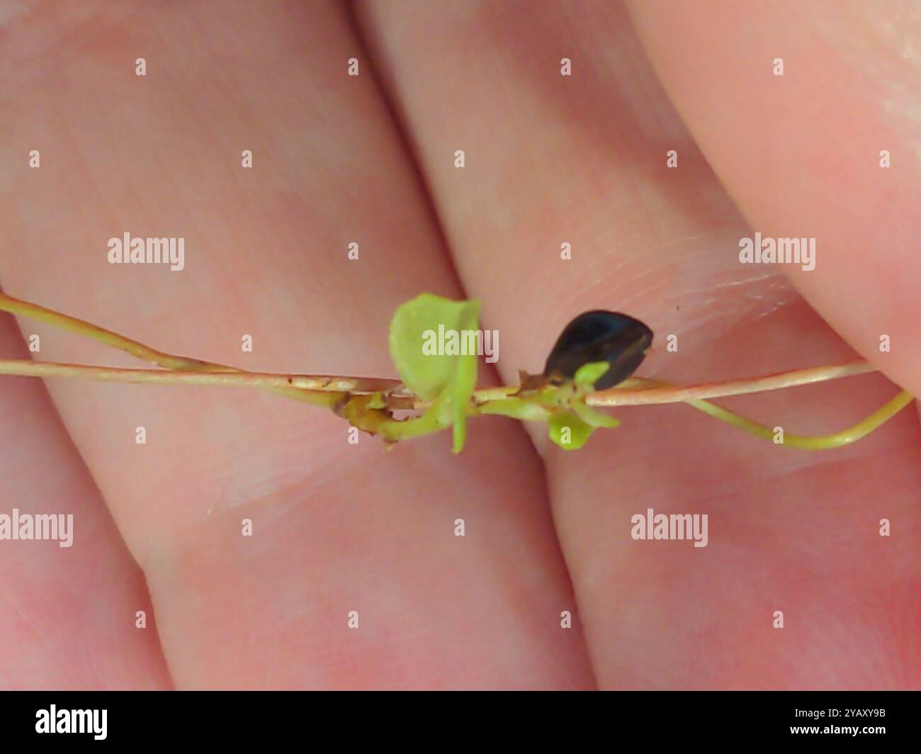Black-bindweed (Fallopia convolvulus) Plantae Stock Photo - Alamy