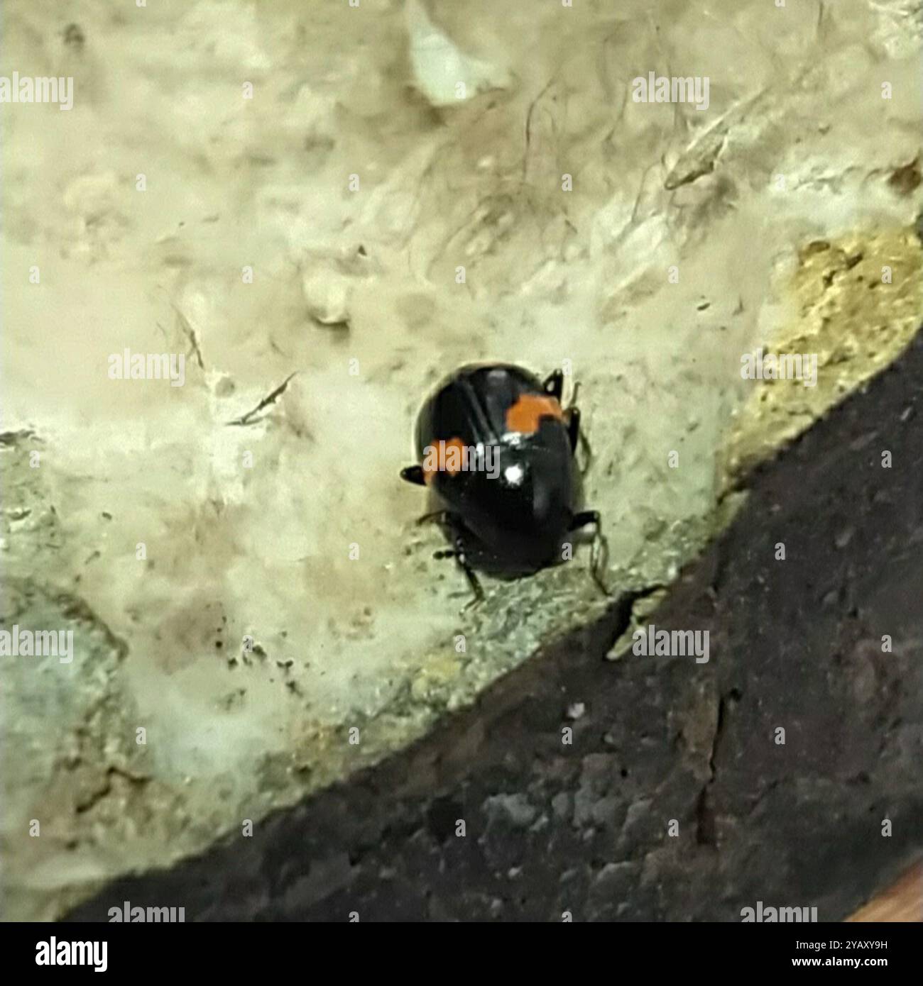 Orange-spotted Scaphidium (Scaphidium quadrimaculatum) Insecta Stock ...