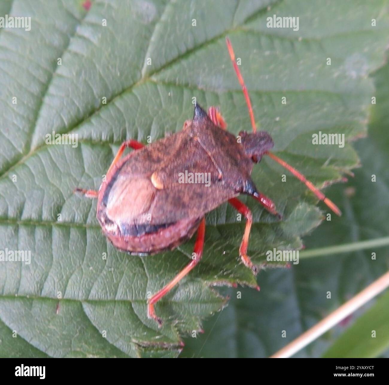 Spiny Shield Bug (Picromerus bidens) Insecta Stock Photo - Alamy