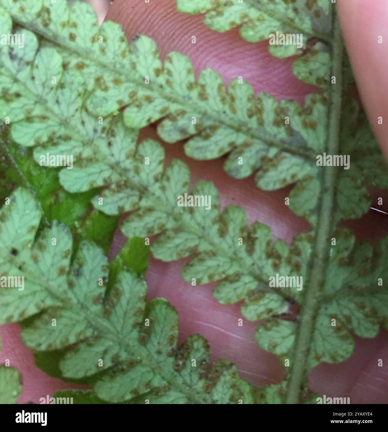 broad beech fern (Phegopteris hexagonoptera) Plantae Stock Photo - Alamy