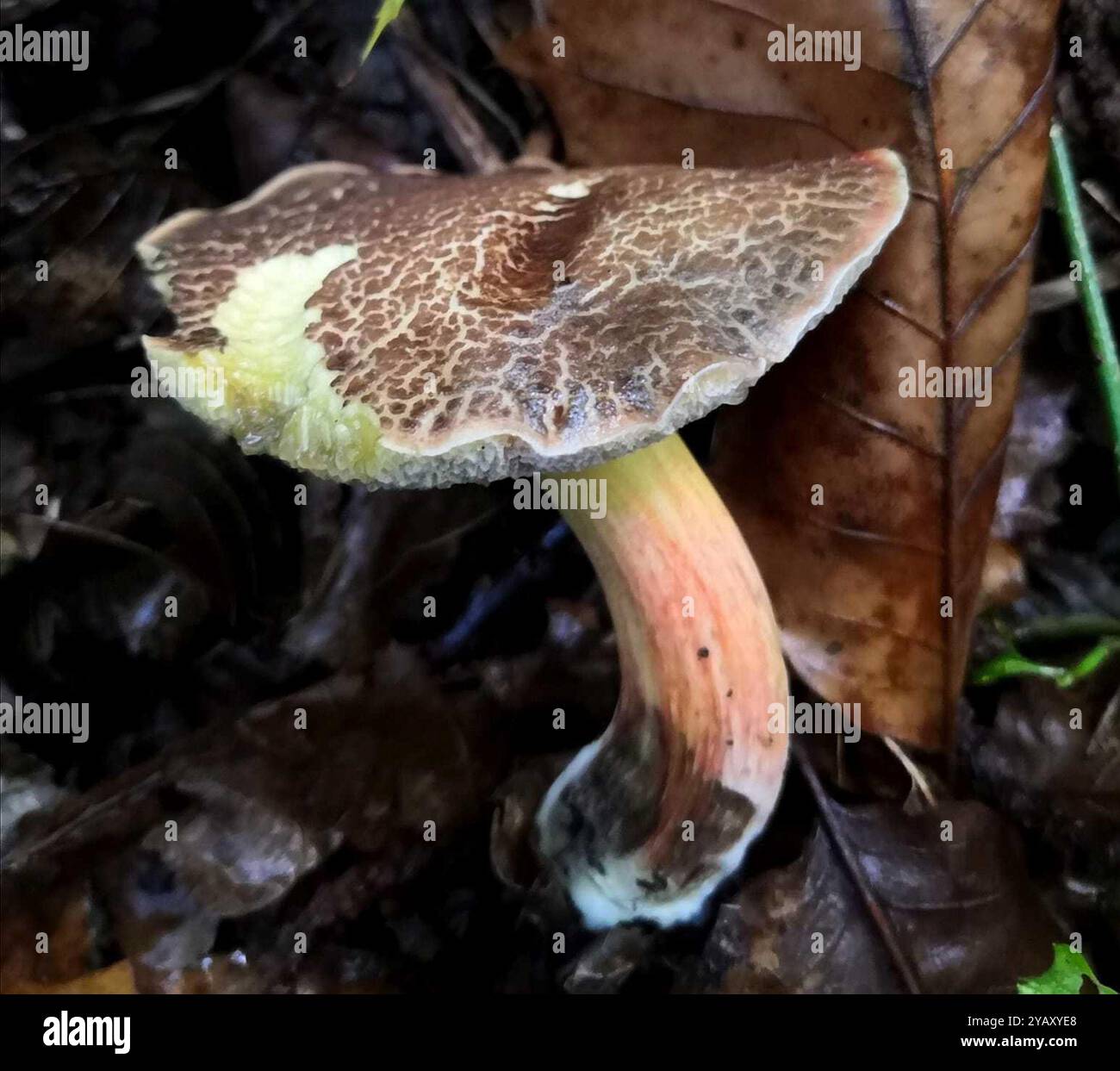 Red-cracking Bolete (Xerocomellus chrysenteron) Fungi Stock Photo - Alamy
