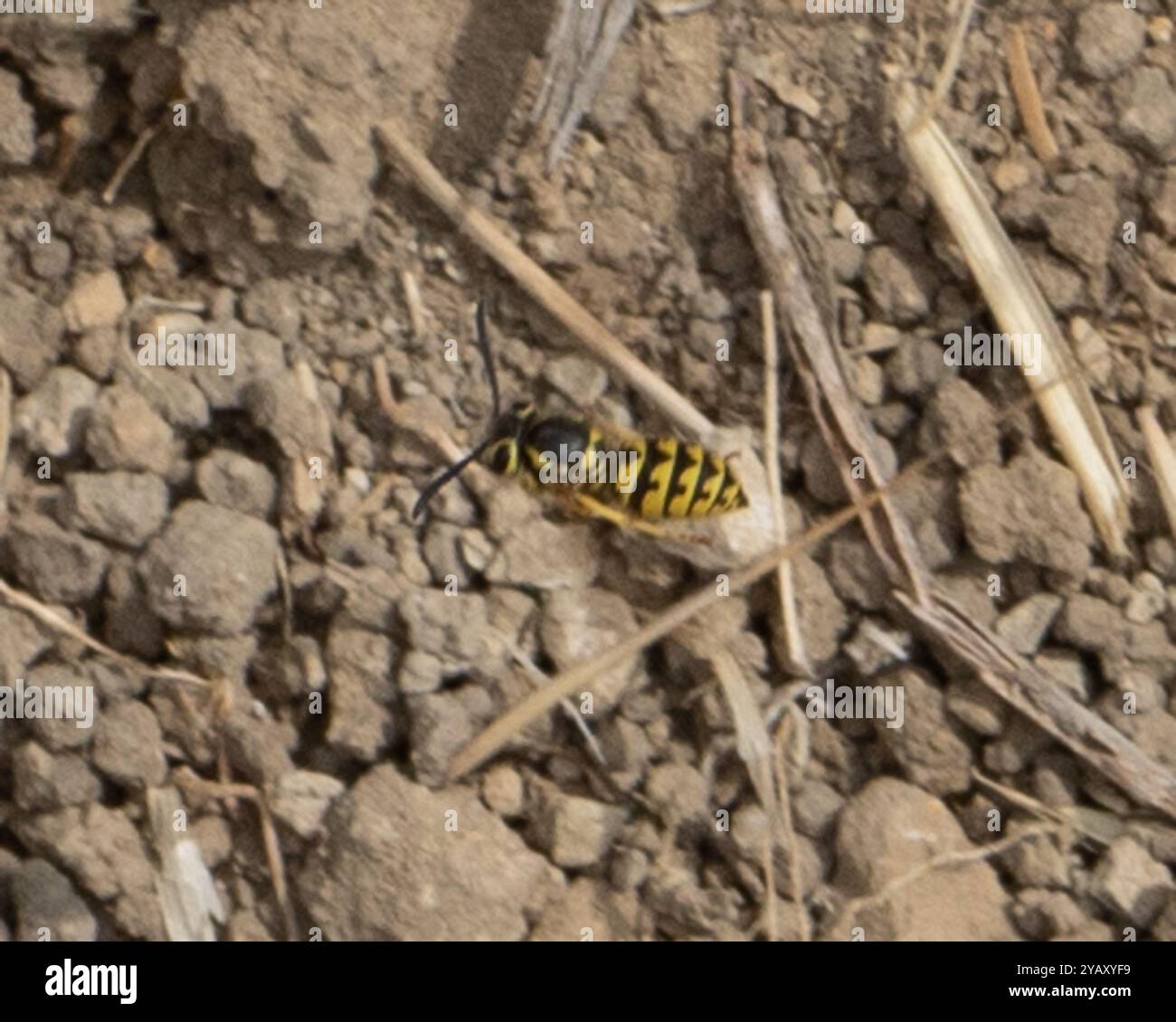 Western Yellowjacket (Vespula pensylvanica) Insecta Stock Photo - Alamy