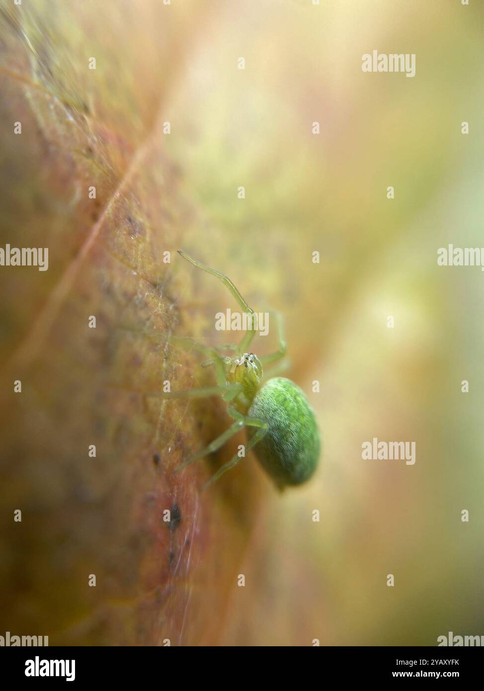Green Meshweaver (Nigma walckenaeri) Arachnida Stock Photo - Alamy