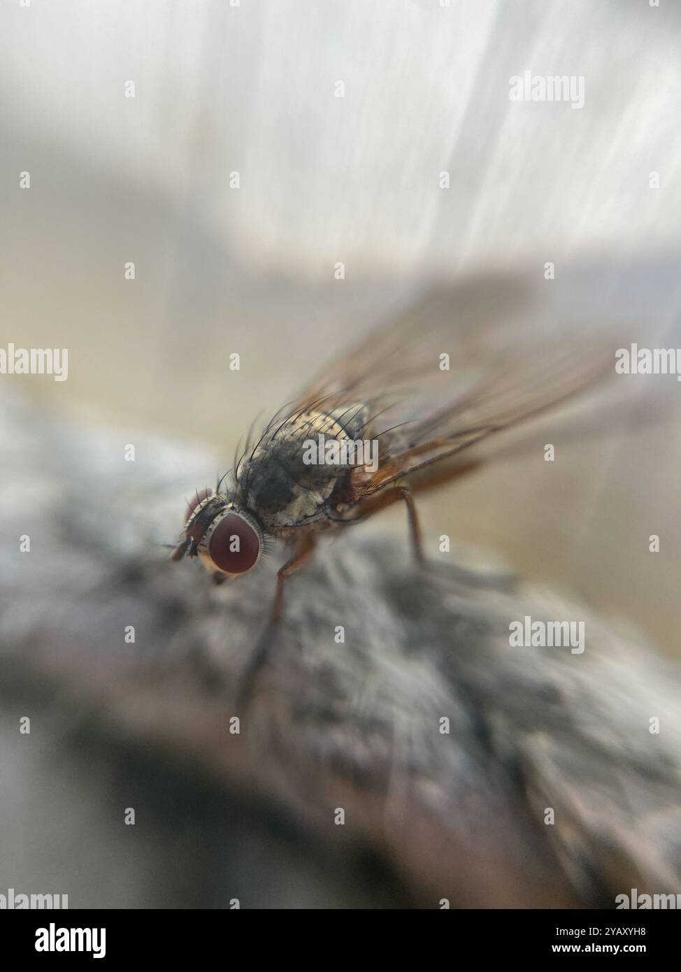 Root-maggot Flies (Anthomyiidae) Insecta Stock Photo - Alamy